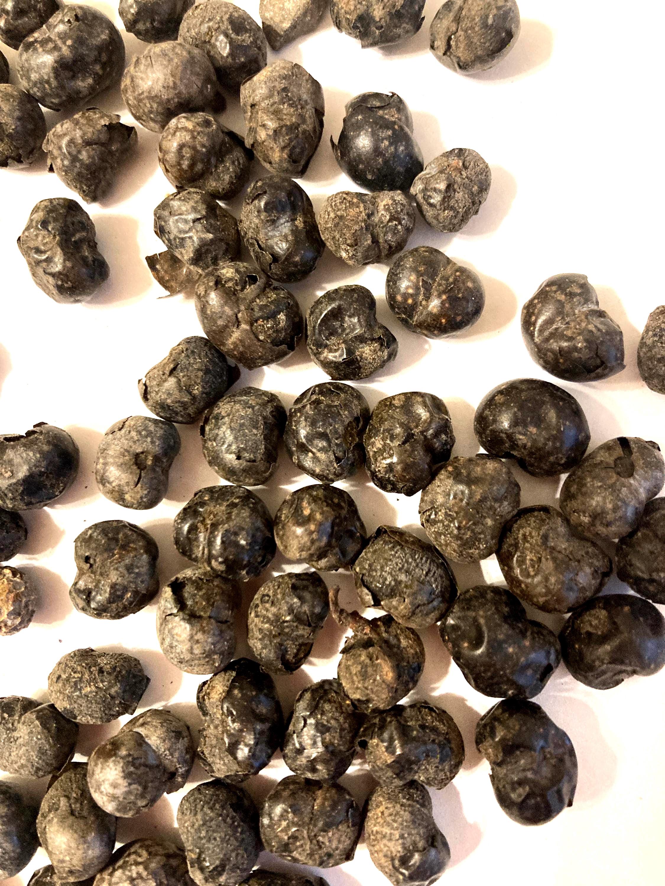 Wagner Windmill Palm Tree Seeds (TRACHYCARPUS WAGNERIANUS) (dwarf ...