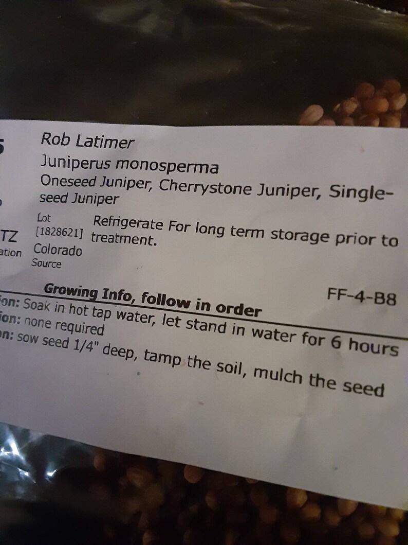 Single-seed Juniper Tree Seeds juniperus Monosperma - Etsy