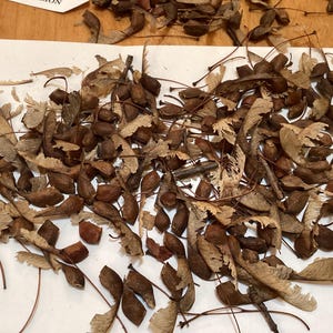 Sugar Maple Tree Seeds (ACER SACCHARUM NORTHERN) (rock Maple) (hard ...