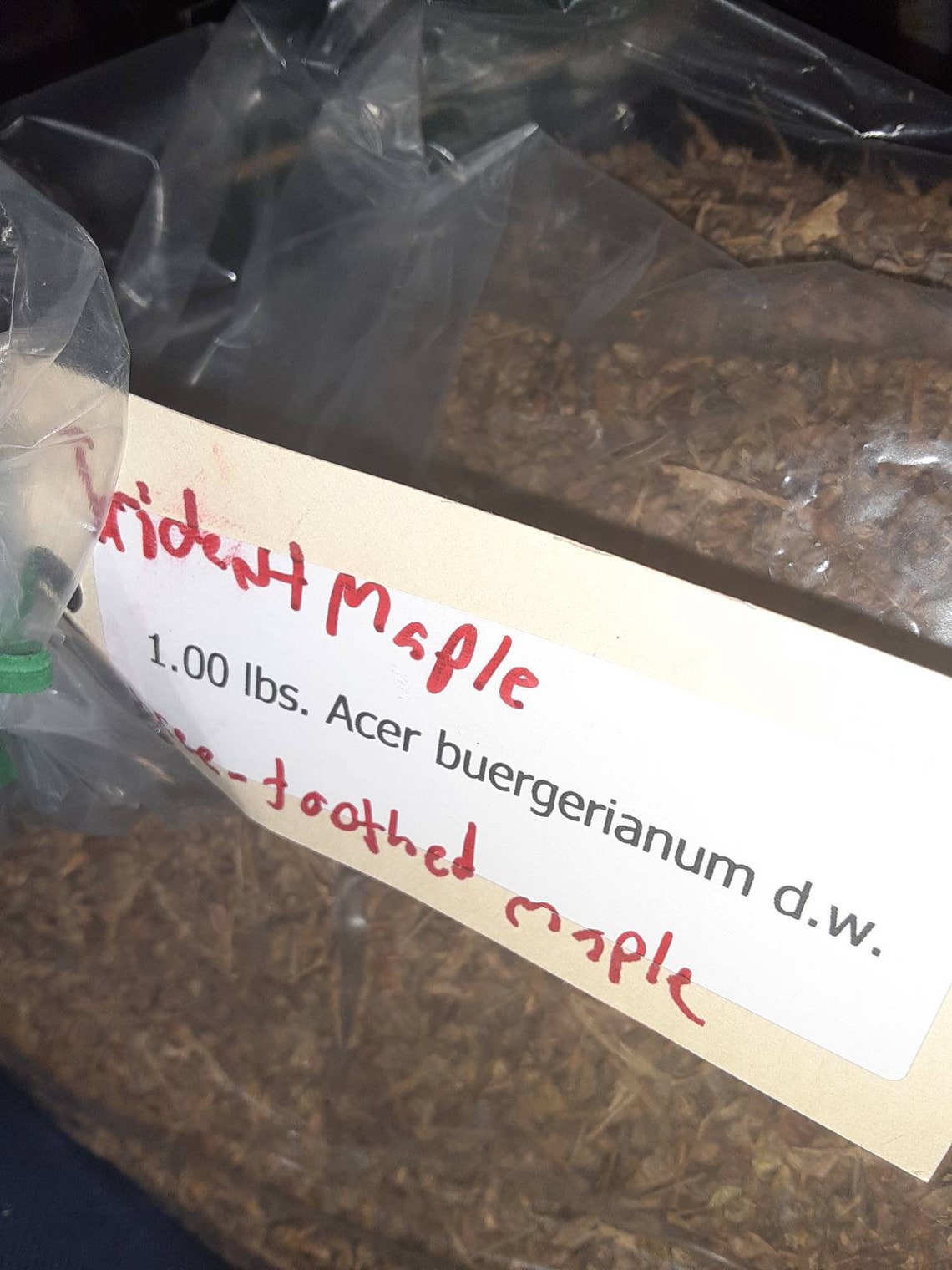 Trident Maple Tree Seeds acer Buergerianum new Supply | Etsy