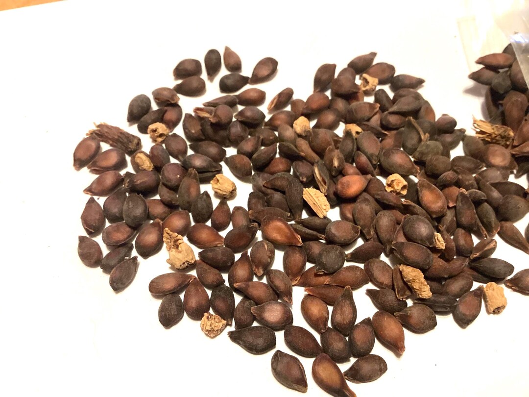 Bartlett Pear Tree Seeds (PYRUS COMMUNIS BARTLETT) - Etsy