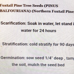 Foxtail Pine Tree Seeds (PINUS BALFOURIANA) (northern Foxtail Pine) - Etsy