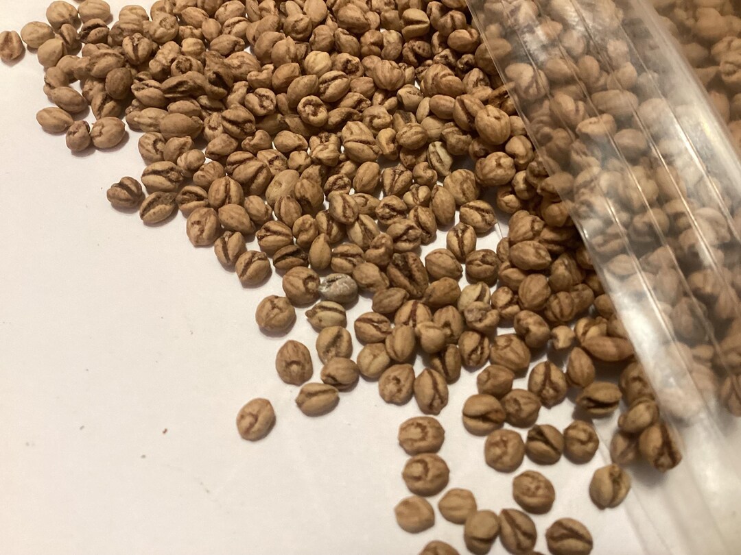 Arrowwood Tree Seeds (viburnum Dentatum) (southern Arrowwood) - Etsy