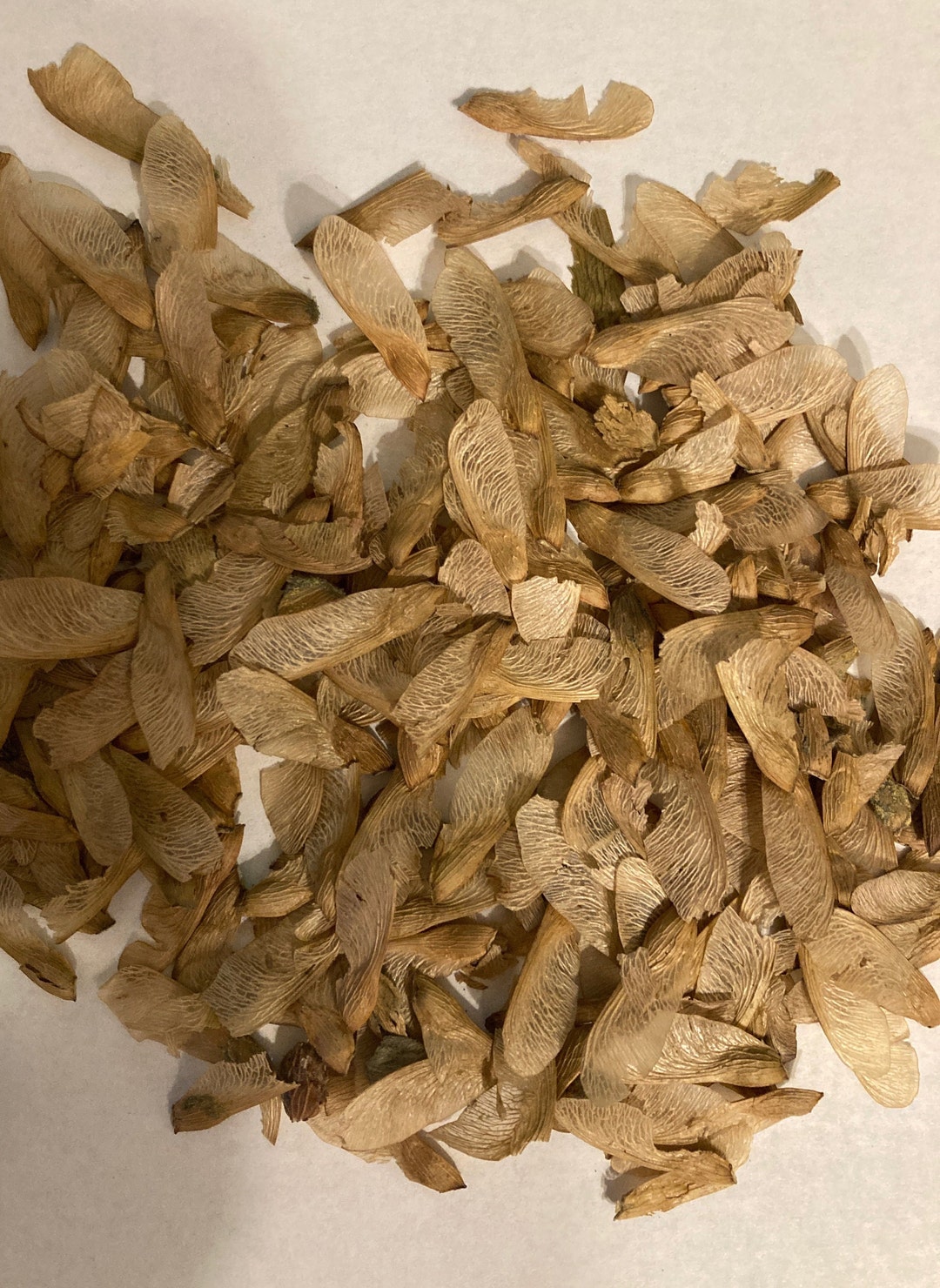 Select Red Maple Tree Seeds (ACER RUBRUM) (selected Varieties) - Etsy