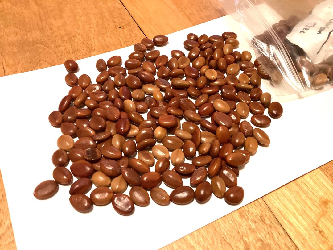 Rainbow Tree Seeds (CASSIA MARGINATA) (pink Shower Tree) - Etsy