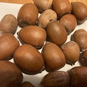 Red Oak Tree Seeds (QUERCUS BOREALIS RUBRA Northern) (northern Red Oak ...