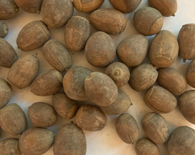 White Oak Seedlings - Etsy