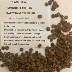 Blackhaw Tree Seeds (VIBURNUM PRUNIFOLIUM) (smooth Blackhaw, Sweet Haw ...