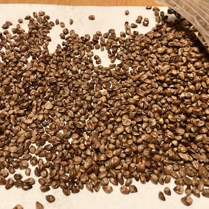 Eastern Red Cedar Tree Seeds (JUNIPERUS VIRGINIANA) - Etsy