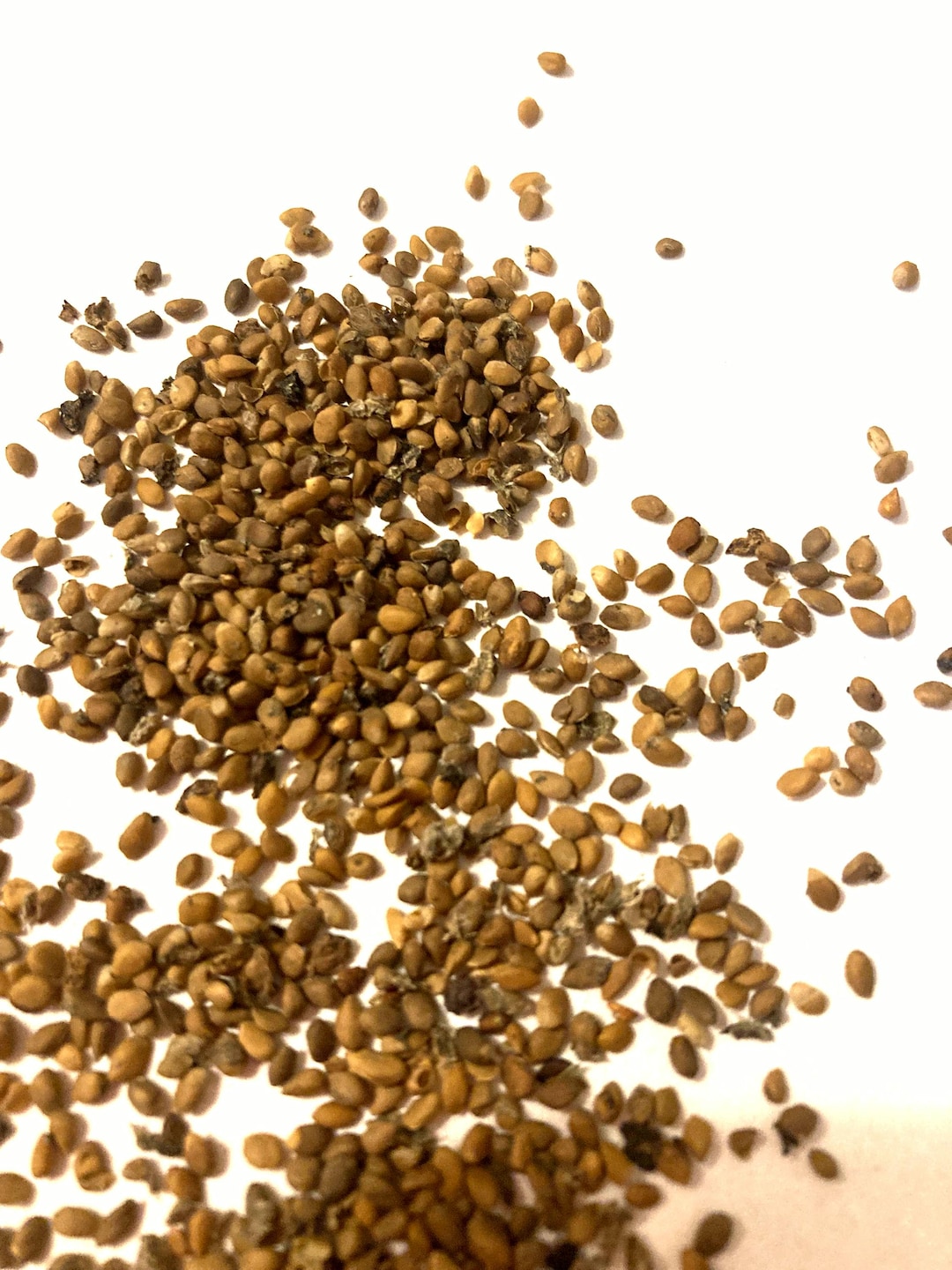 Tatarian White Mulberry Tree Seeds (MORUS ALBA TATARICA) (russian ...