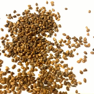 Tatarian White Mulberry Tree Seeds (MORUS ALBA TATARICA) (russian ...