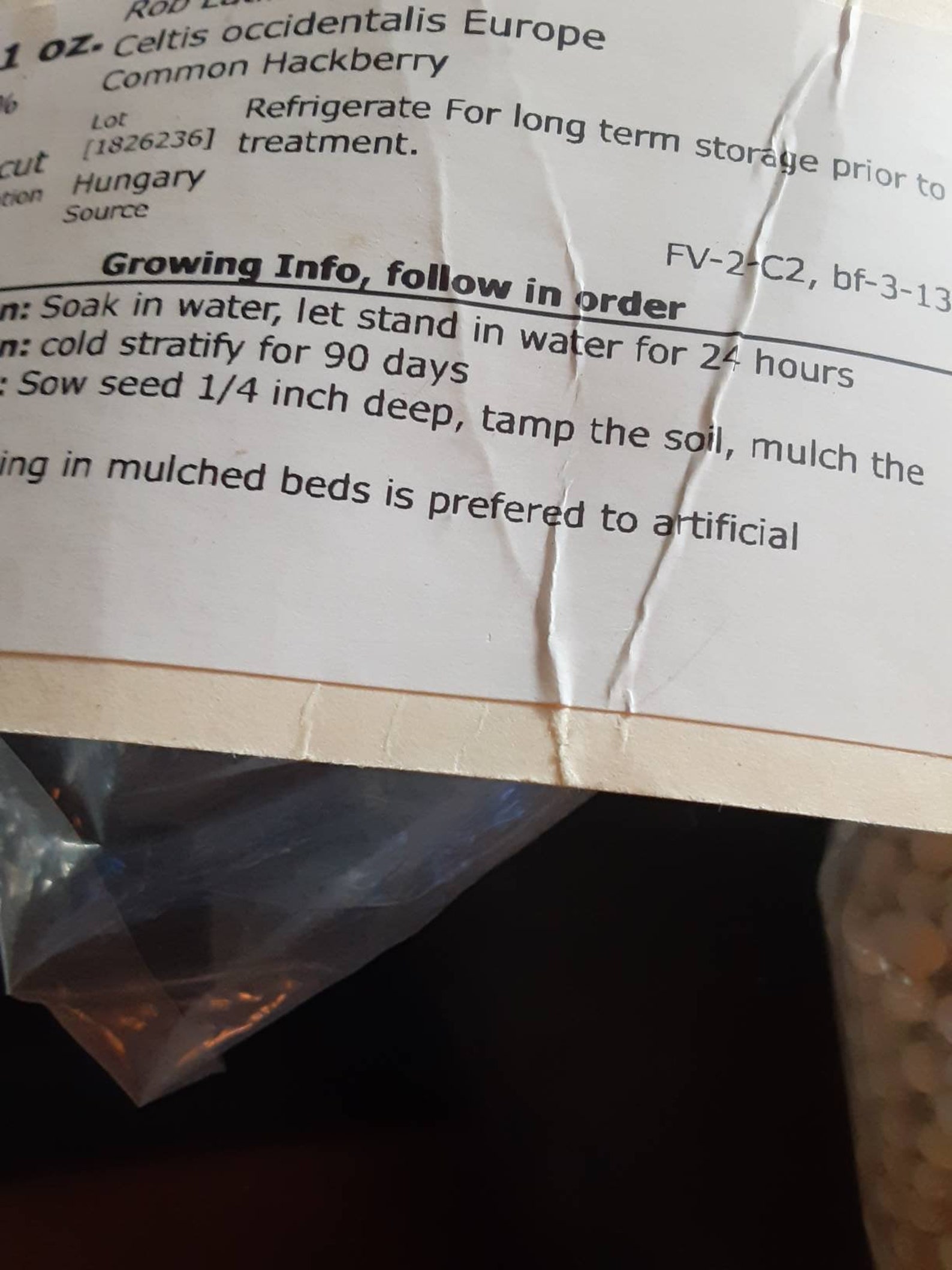 Common Hackberry Tree Seeds celtis Occidentalis Europe - Etsy