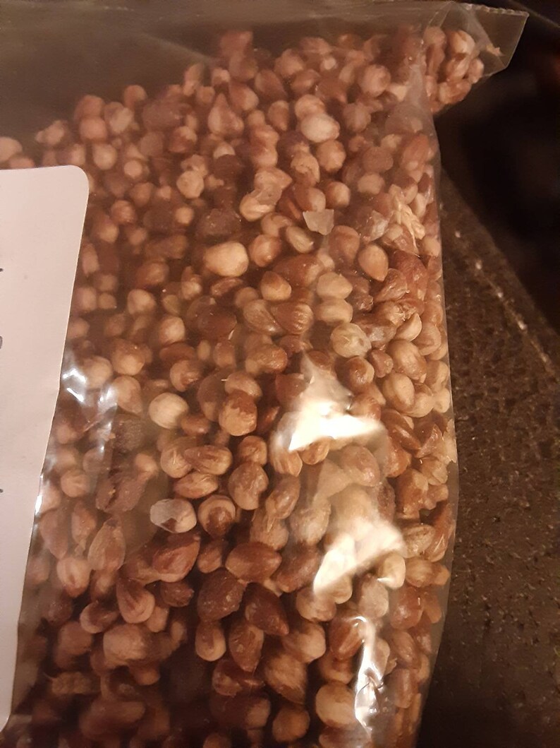 Single-seed Juniper Tree Seeds juniperus Monosperma - Etsy