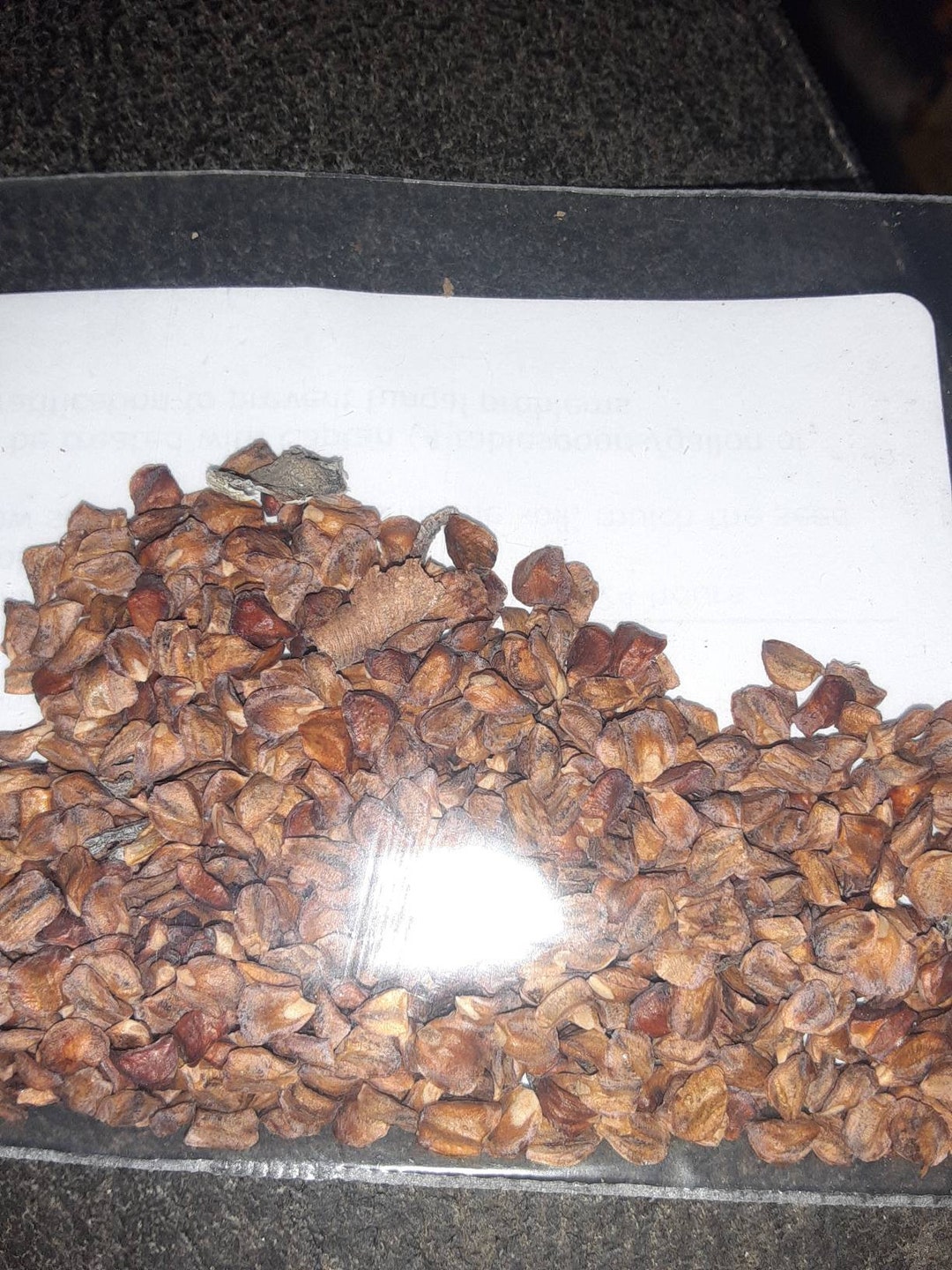 Piute Cypress Tree Seeds CUPRESSUS NEVADENSIS - Etsy