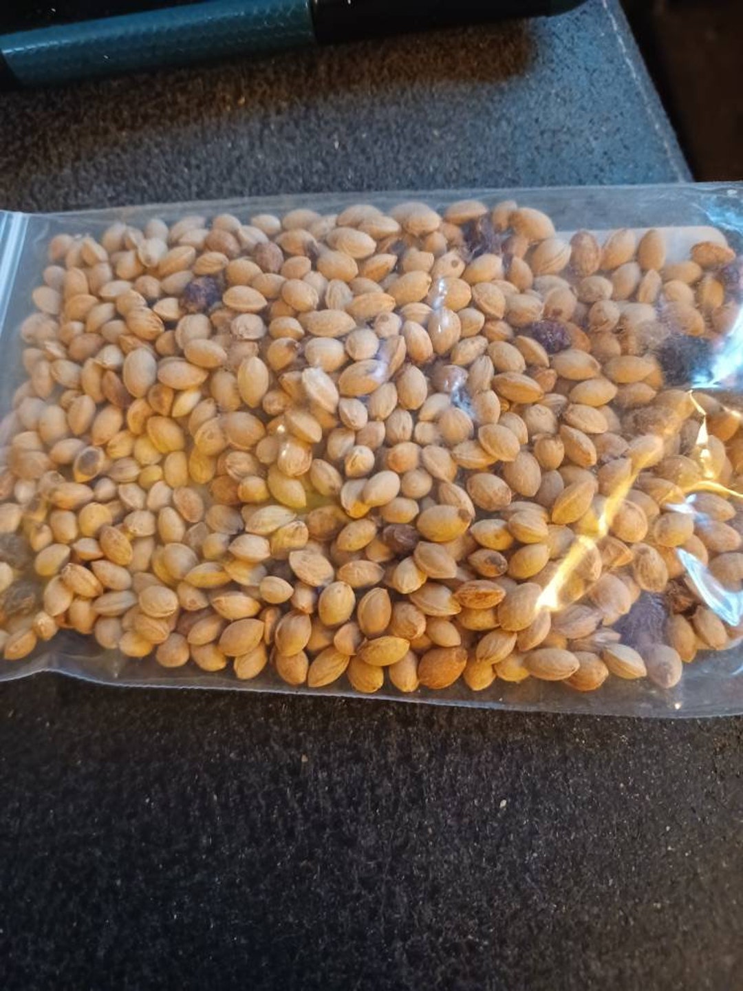 Bitter Cherry Tree Seeds PRUNUS EMARGINATA - Etsy