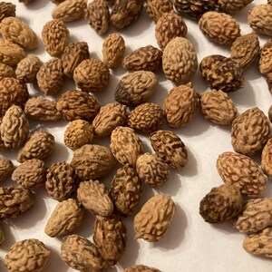 Chinese Date Tree Seeds (ZIZIPHUS JUJUBA) (tsao) (jujube) - Etsy