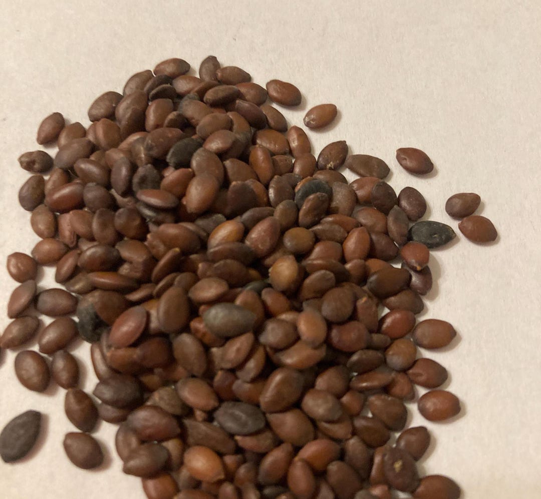 Mediterranean Redbud Tree Seeds (CERCIS SILIQUASTRUM) (judas Tree) - Etsy