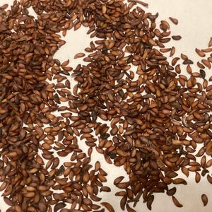 Rowan Tree Seeds (SORBUS AUCUPARIA) (european Mountain Ash) - Etsy