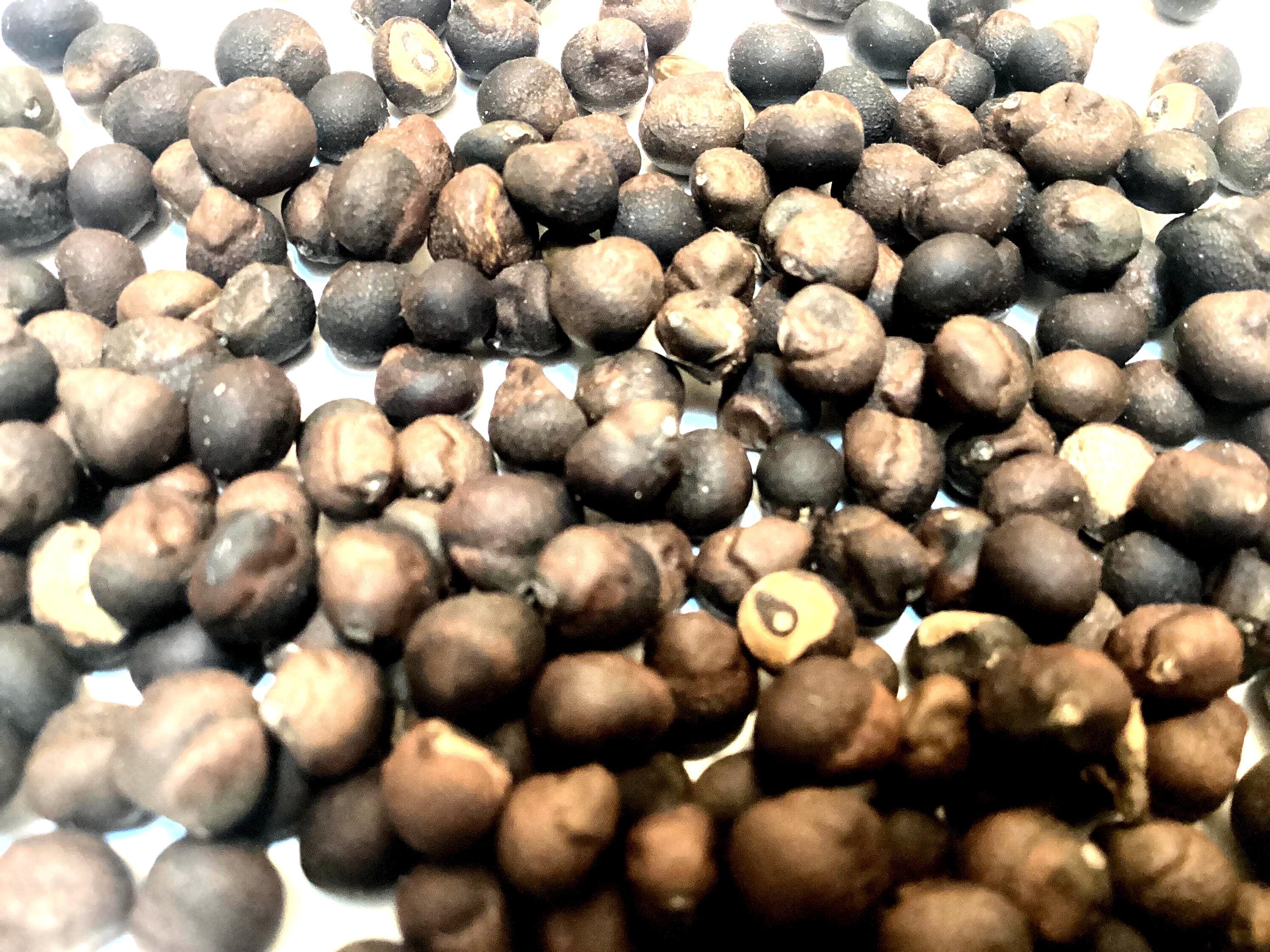 Kapok Tree Seeds (CEIBA PENTANDRA) - Silk Cotton Tree - Etsy