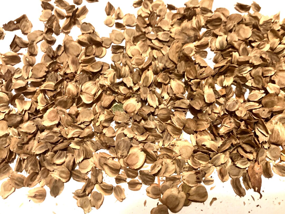 Roble Beech Tree Seeds (NOTHOFAGUS OBLIQUA) (robl Beech) (patagonian ...