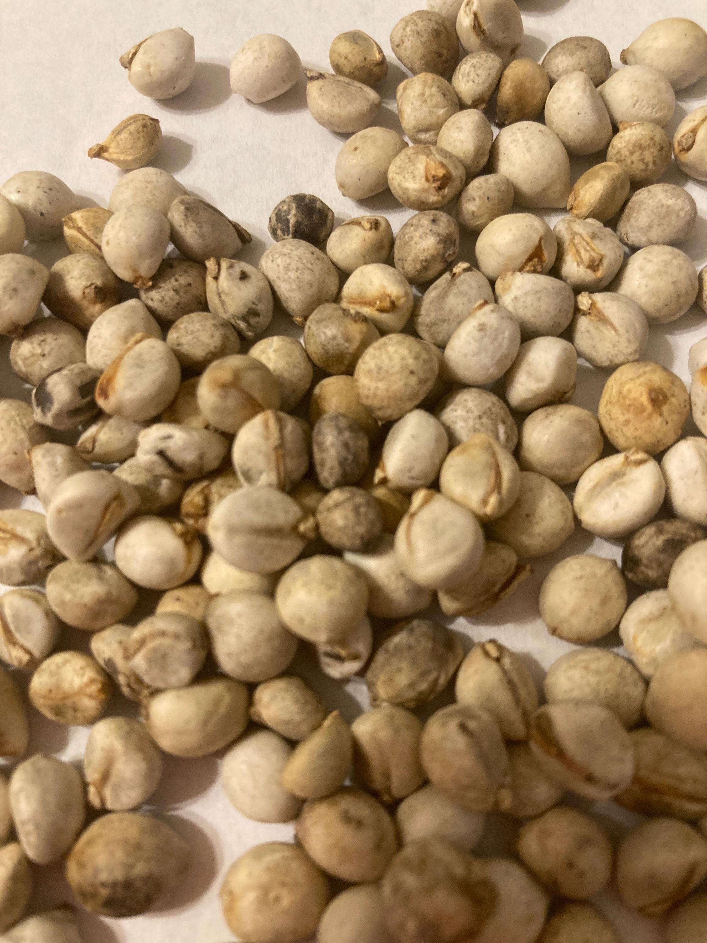 Chinese Tallow Tree Seeds (SAPIUM SEBIFERUM) - Etsy