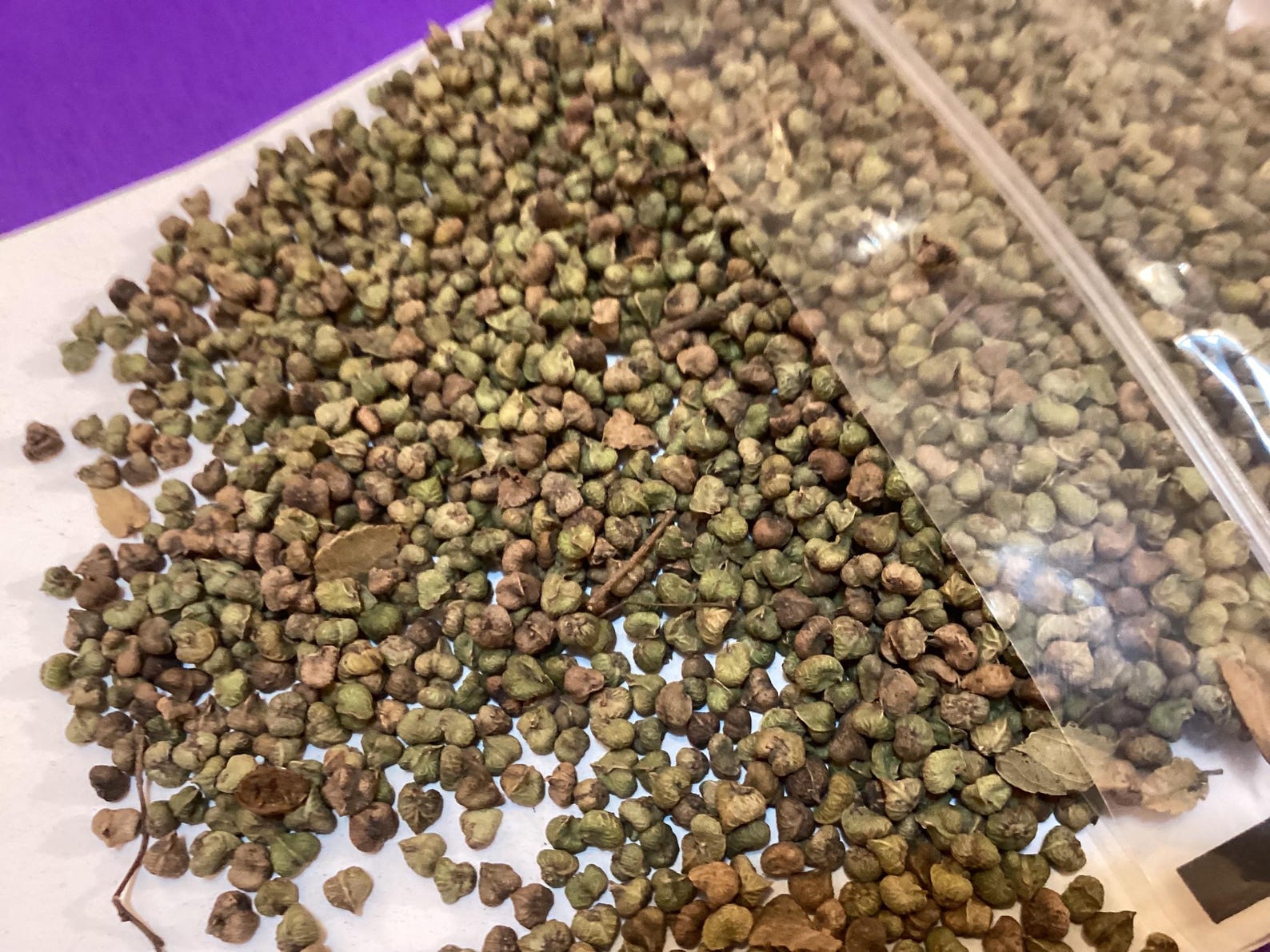 Southern Elm Tree Seeds (ZELKOVA SCHNEIDERIANA) (schneider’s Zelkova ...