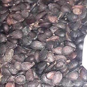 Dusky Pear Tree Seeds (PYRUS PHAEOCARPA) (orange Pear) - Etsy