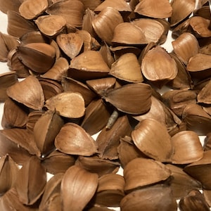 American Beech Tree Seeds (FAGUS GRANDIFOLIA) (beechnut) - Etsy