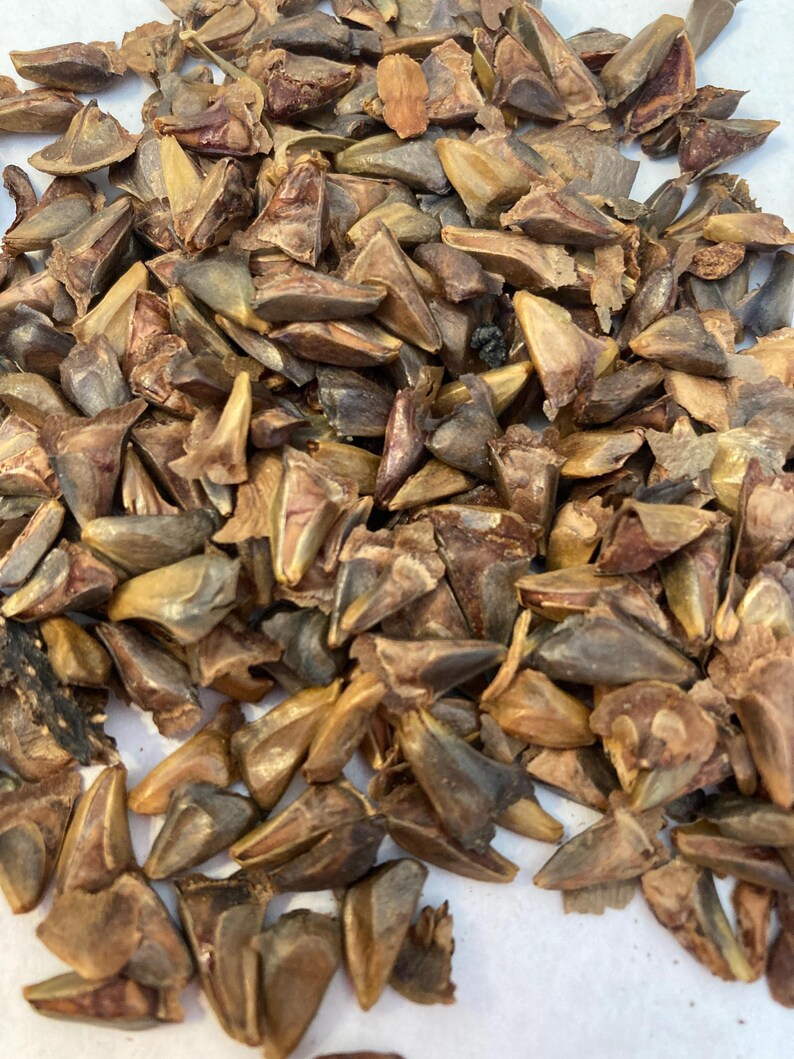 Manchurian Fir Tree Seeds (ABIES NEPHROLEPIS) (khingan Fir) - Etsy