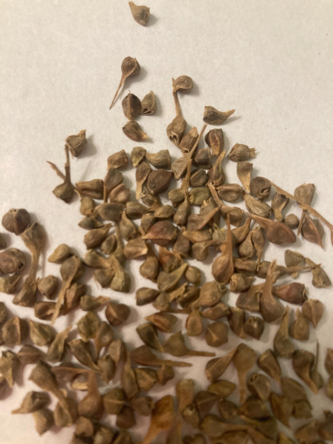 Trident Maple Tree Seeds ACER BUERGERIANUM three-toothed Maple - Etsy