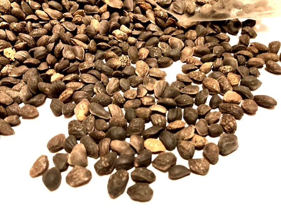 Loblolly Pine Tree Pinus Taeda 20 Seeds Tree Seeds