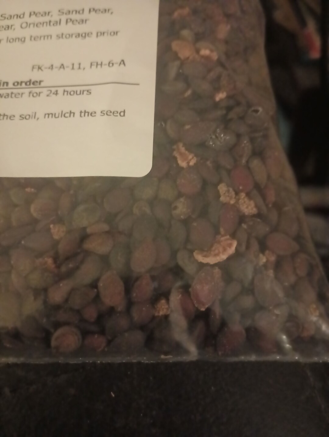 Chinese Sand Pear Tree Seeds pyrus Pyrifolia chinese Pearsand ...