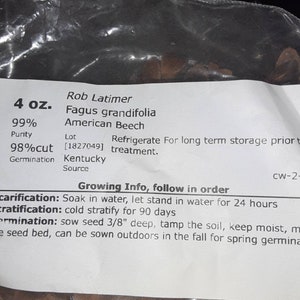 American Beech Tree Seeds FAGUS GRANDIFOLIA - Etsy