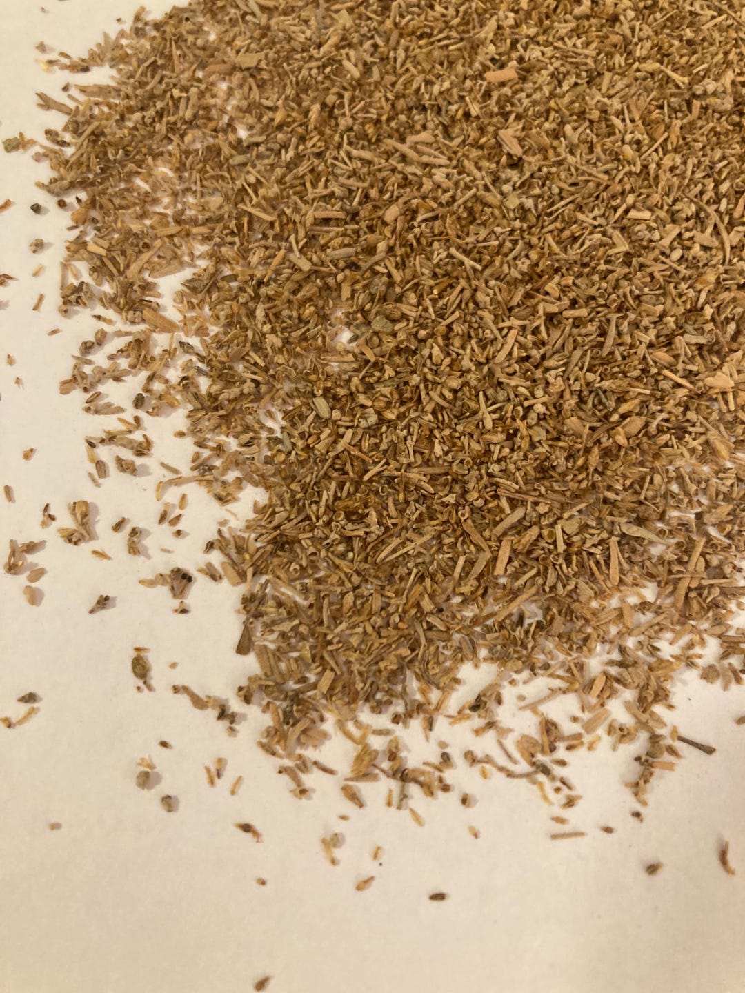 Big Sagebrush Tree Seeds (ARTEMISIA TRIDENTATA) (sagebrush) (wyoming ...