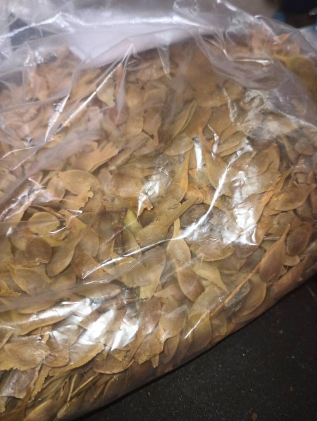 Shantung Maple Tree Seeds ACER TRUNCATUM shondong Maple - Etsy