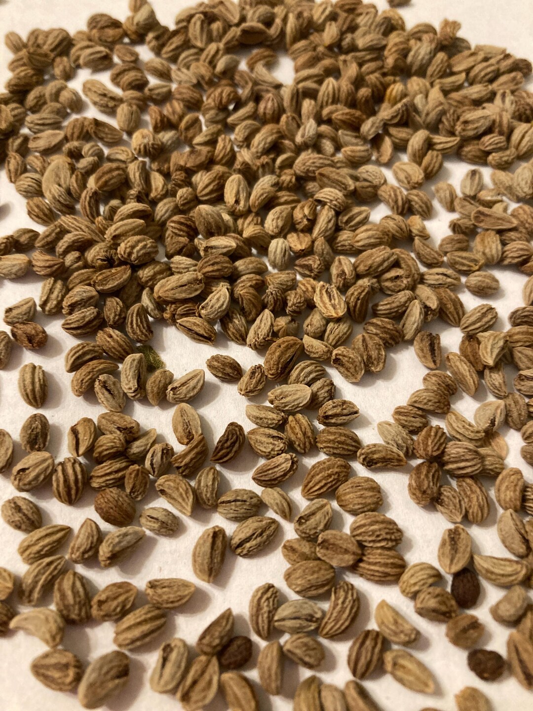 Japanese Privet Shrub Seeds (LIGUSTRUM JAPONICUM) (wax-leaf Ligustrum ...