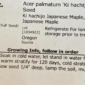 Ki Hachijo Japanese Maple Tree Seeds (ACER PALMATUM 'kihachijo') - Etsy