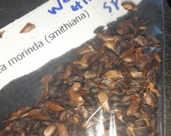 West Himalayan Spruce Tree Seeds picea Smithiana 20seeds - Etsy