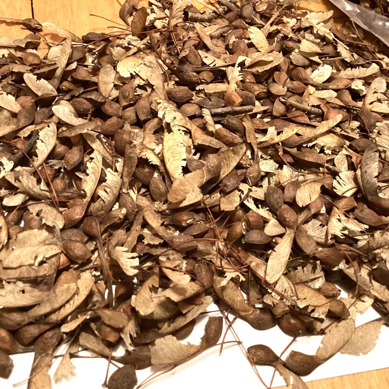 Tree Seeds - Etsy