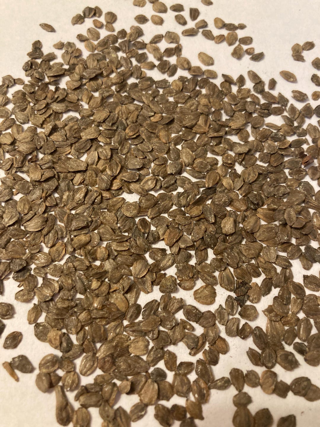 Italian Alder Tree Seeds (ALNUS CORDATA) - Etsy