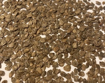 Seeds for Planting, Alnus Cordata Seeds, Italian Alder, Bulk Wholesale ...