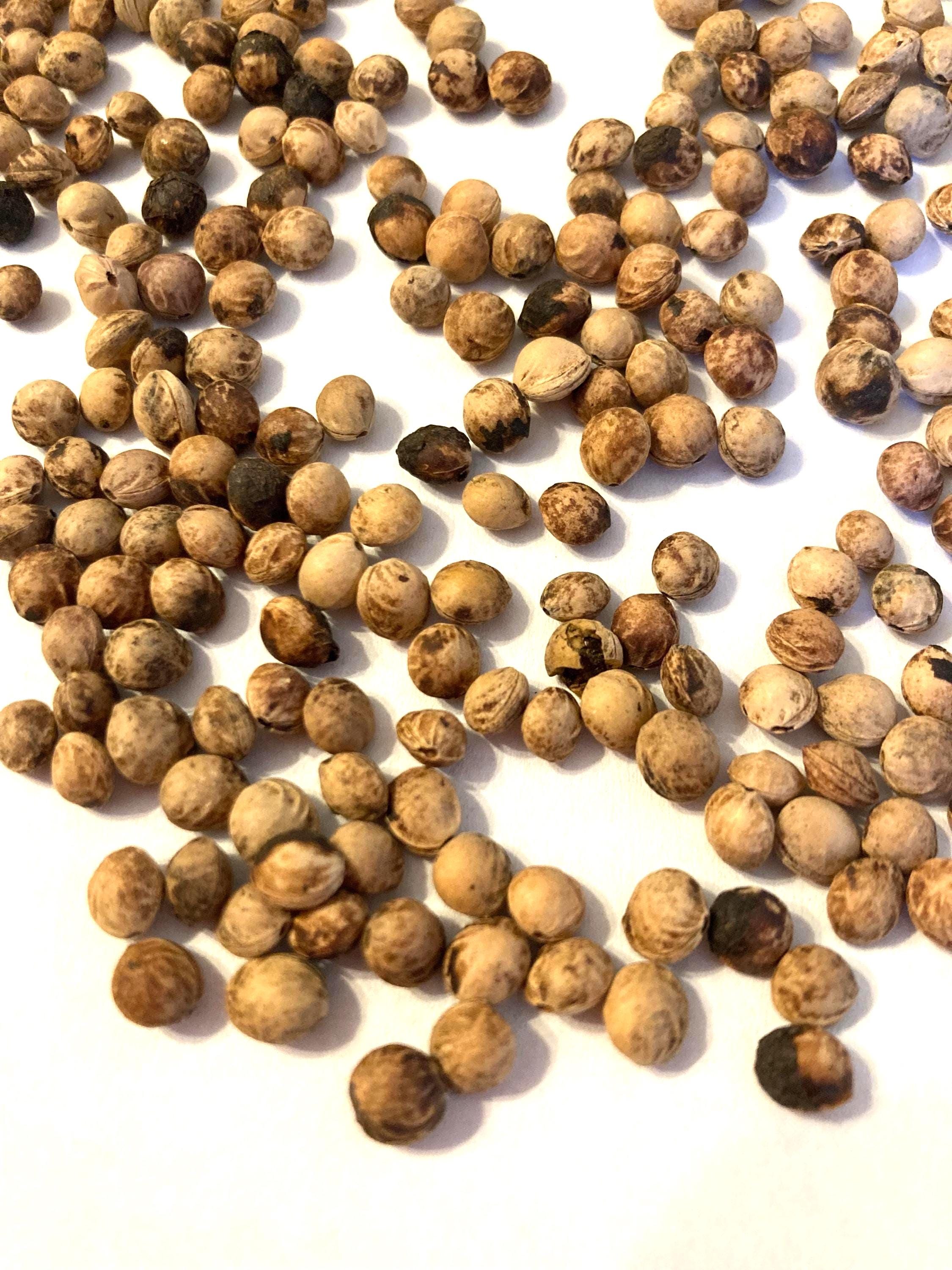 Japanese Mountain Cherry Tree Seeds (PRUNUS SERRULATA Spontanea ...