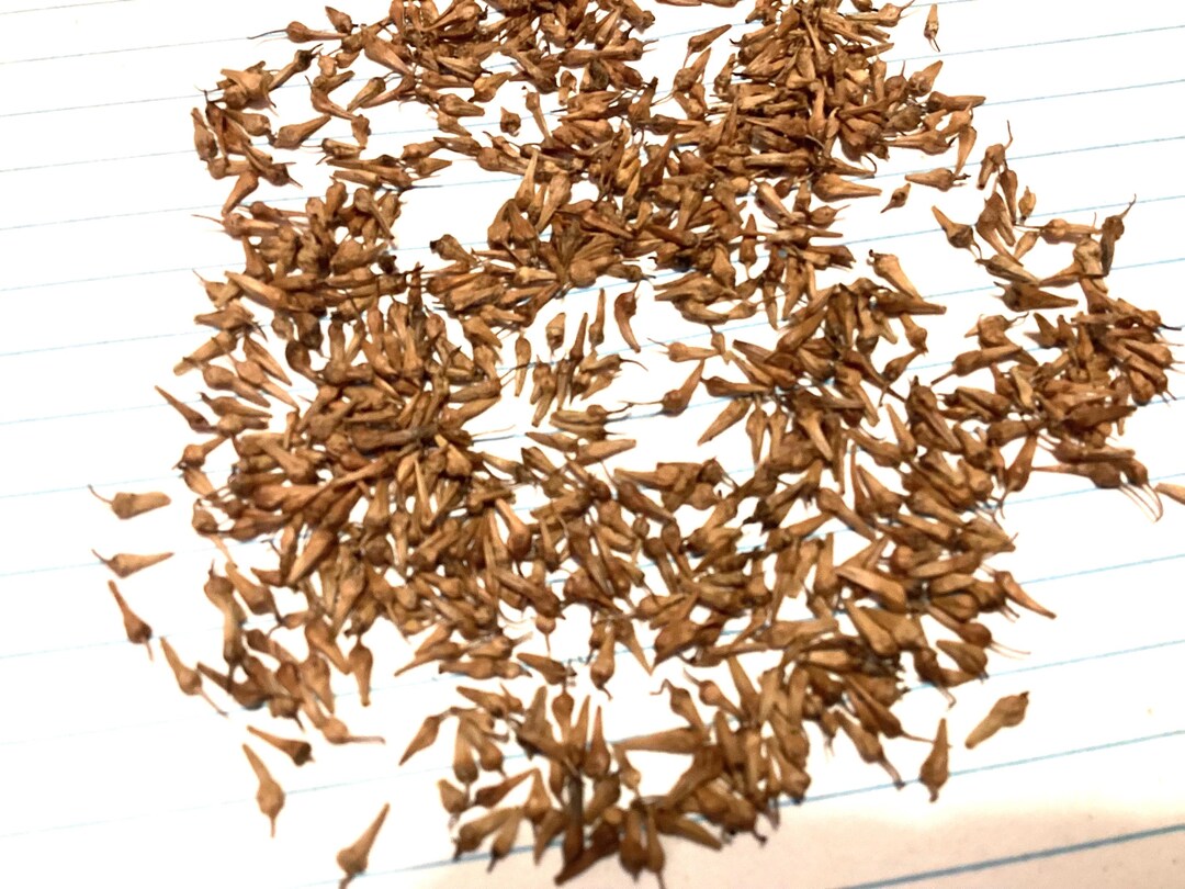 California Sycamore Tree Seeds (PLATANUS RACEMOSA) (western Sycamore ...