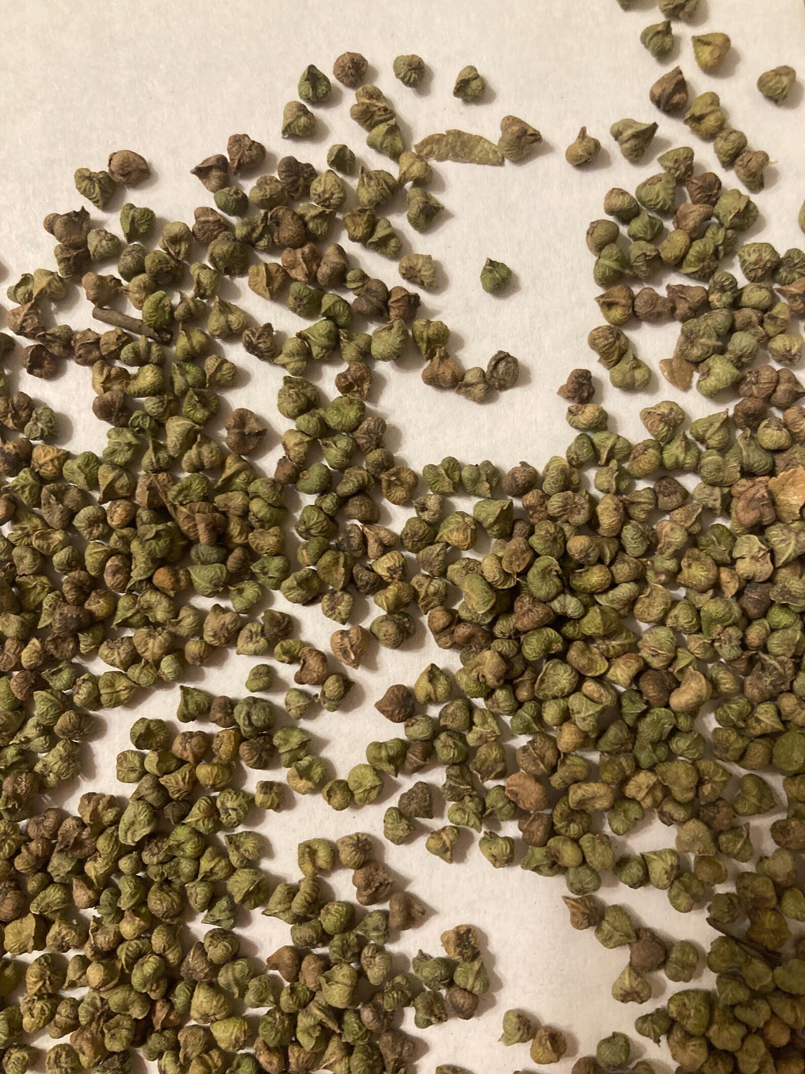 Southern Elm Tree Seeds (ZELKOVA SCHNEIDERIANA) (schneider’s Zelkova ...