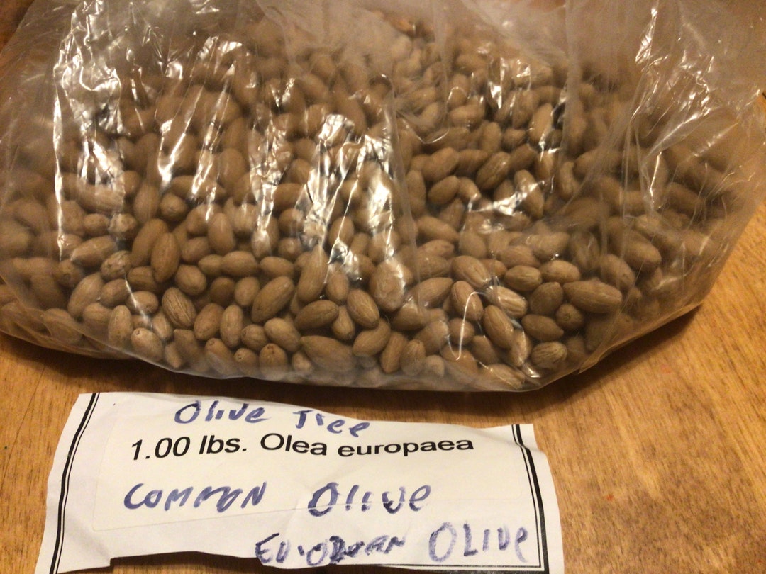 Edible Olive Tree Seeds OLEA EUROPAEA common Olive - Etsy
