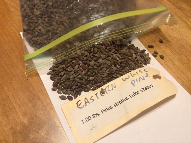 3 Types of PINE TREE SEEDS (pinus Genus) (per Order Randomly Chosen) - Etsy