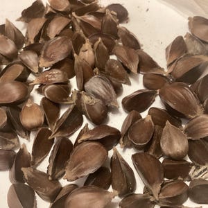 European Beech Tree Seeds (FAGUS SYLVATICA) (beechnut) - Etsy