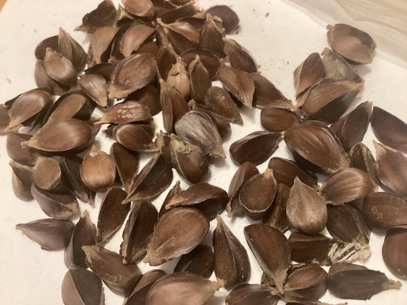 European Beech Tree Seeds (FAGUS SYLVATICA) (beechnut) - Etsy