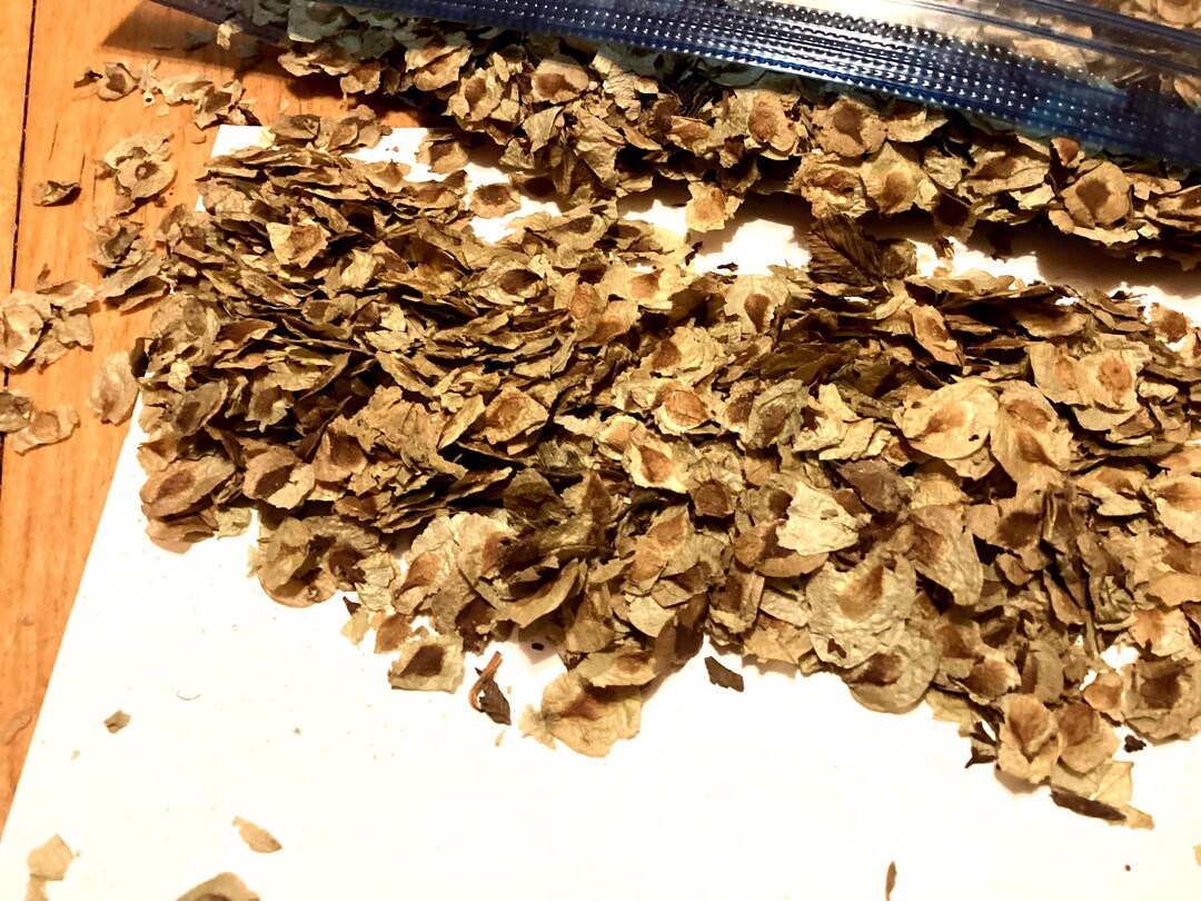 David Elm Tree Seeds (ulmus Davidiana) (japanese Elm) - Etsy