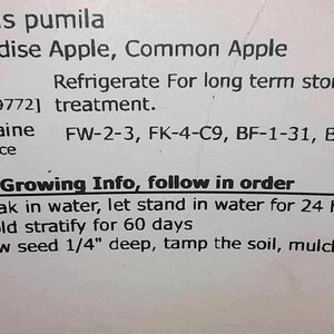 Common Apple Tree Seeds (MALUS PUMILA) (paradise Apple) (98% Red ...